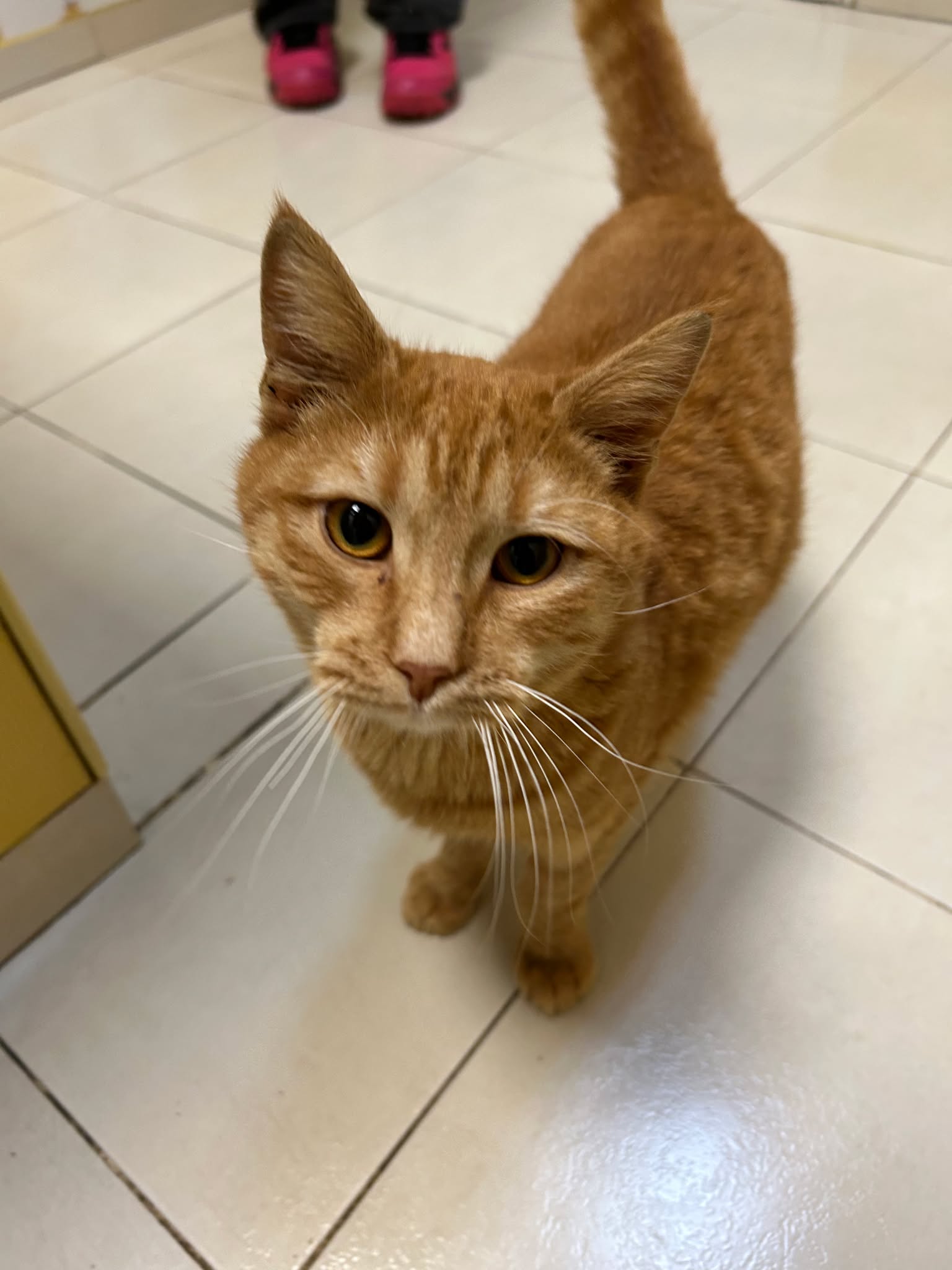 Hamilton – Wags His Tail